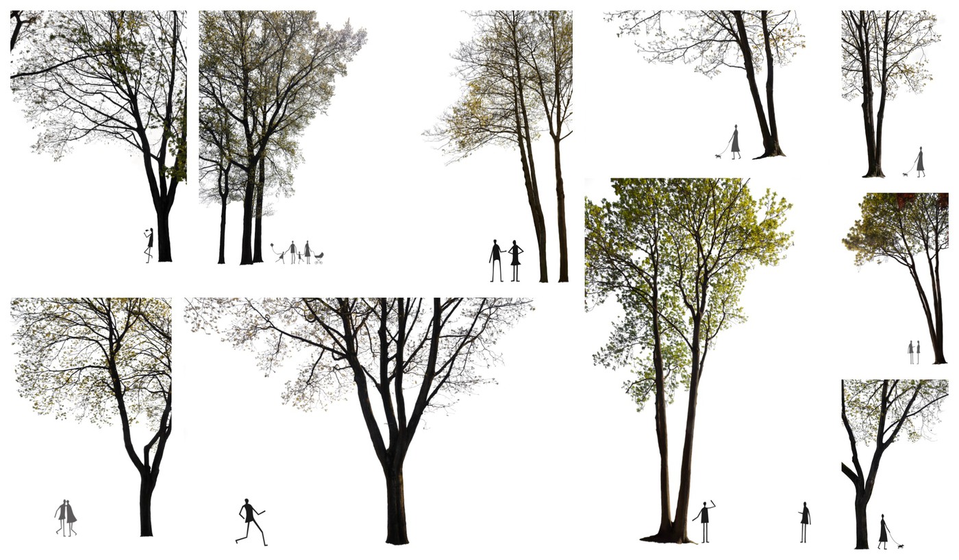 10 Trees with Multiple trunks